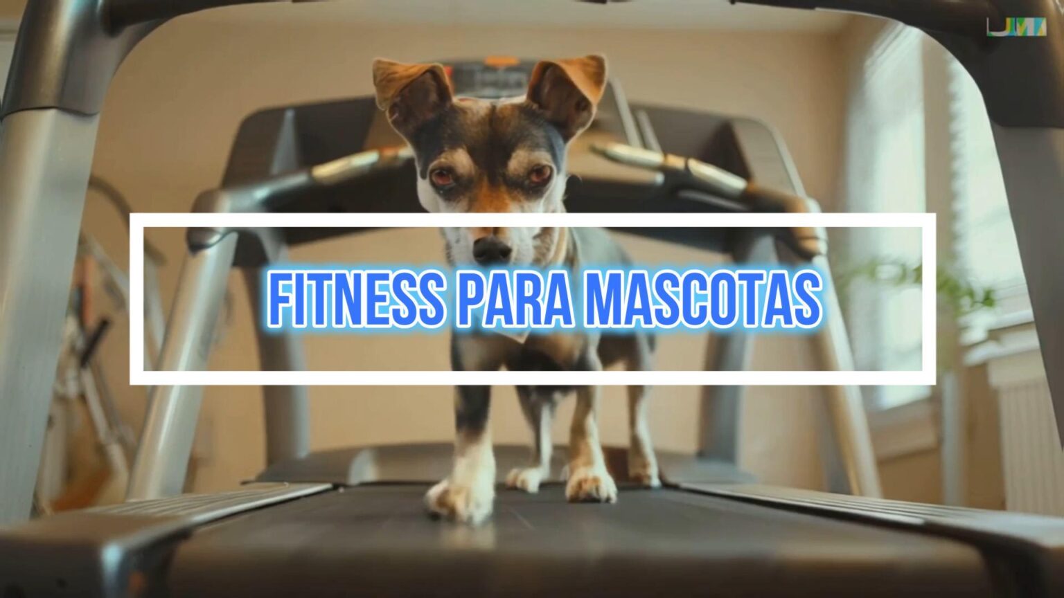 Fitness para Mascotas: La Tendencia que está arrasando en los Gimnasios ...